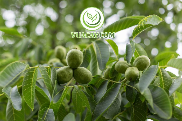 Cây Óc Chó Cung cấp giống óc chó đầu dòng thuần chủng duy nhất