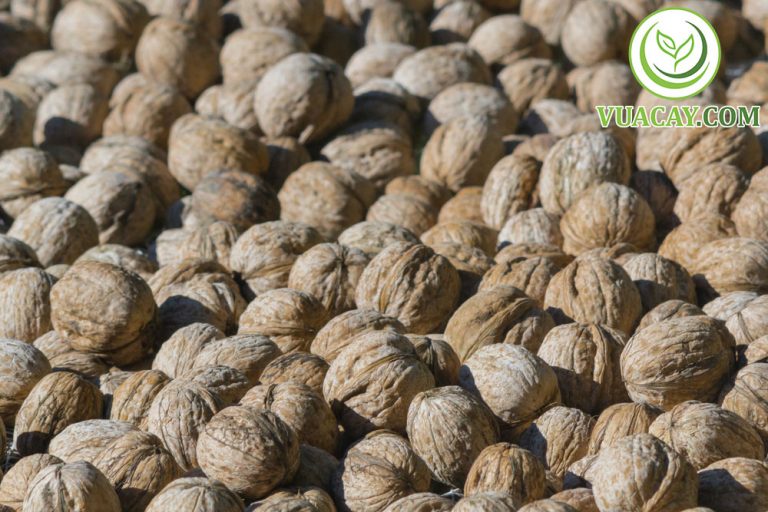 Cây Óc Chó Cung cấp giống óc chó đầu dòng thuần chủng duy nhất