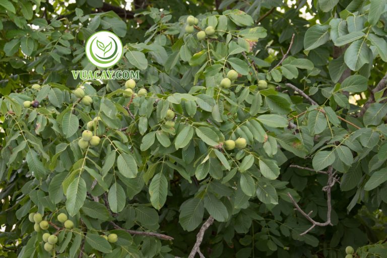 Cây Óc Chó Cung cấp giống óc chó đầu dòng thuần chủng duy nhất