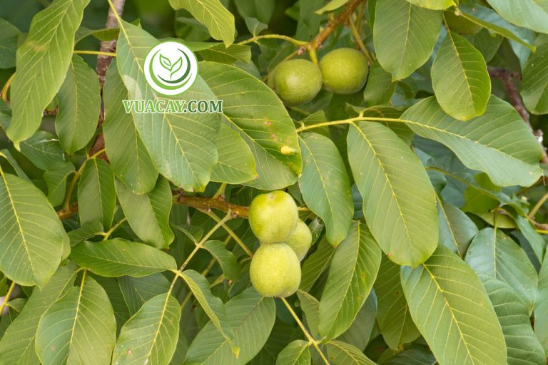 Cây Óc Chó Cung cấp giống óc chó đầu dòng thuần chủng duy nhất